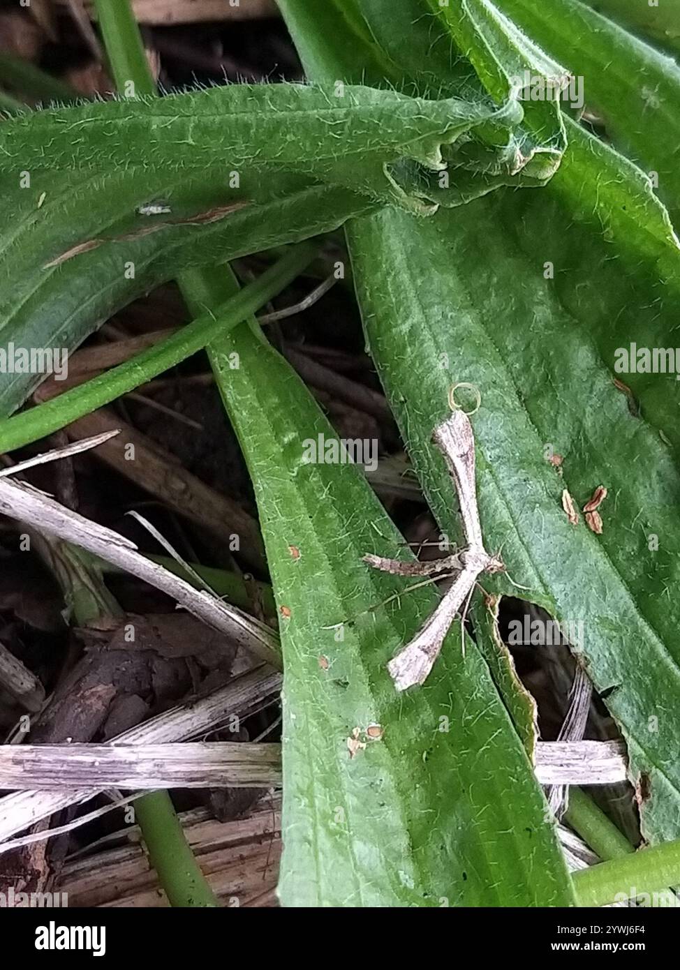 Yarrow Plume Moth (Gillmeria pallidactyla Stock Photo - Alamy