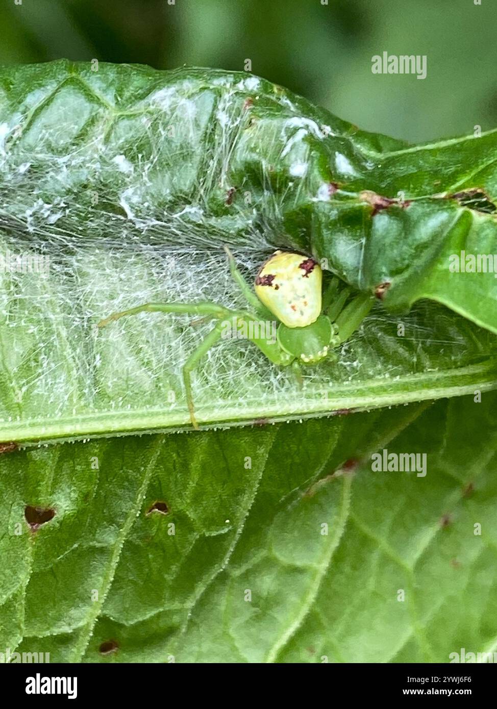 Ebrechtella tricuspidata hi-res stock photography and images - Alamy