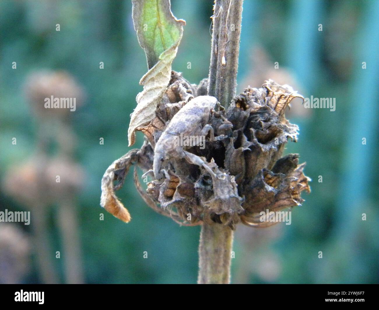 Lixini hi-res stock photography and images - Alamy