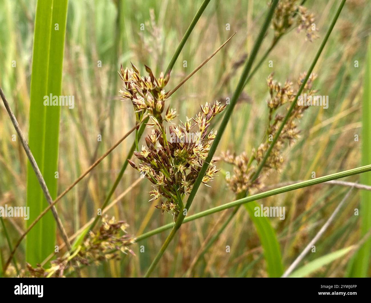 Hard Rush (Juncus inflexus Stock Photo - Alamy