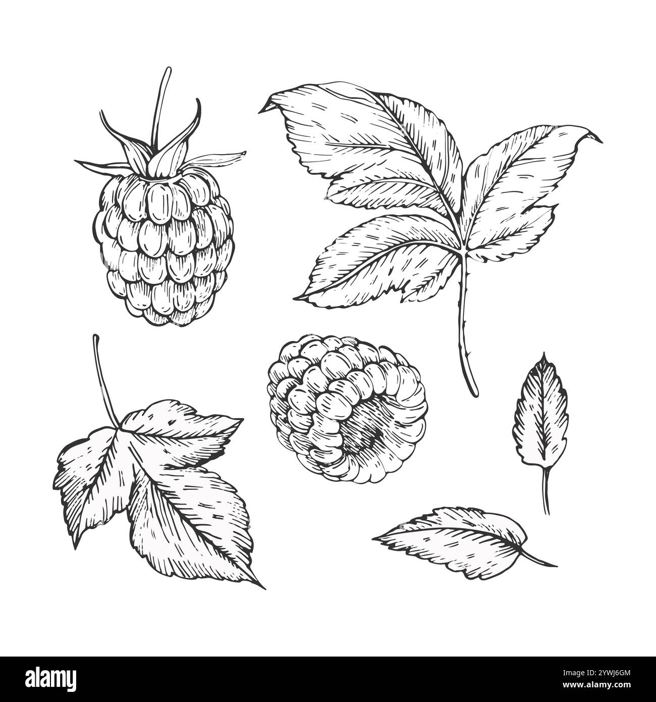 Raspberry set of vector black and white illustrations hand drawn with ...
