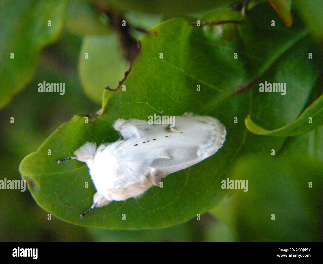 Fig tree moth (Naroma varipes Stock Photo - Alamy