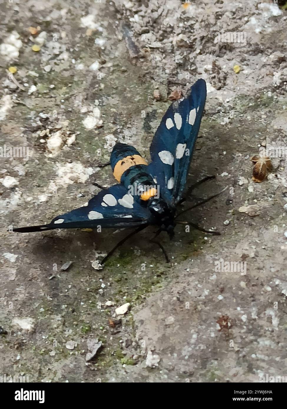 Nine-spotted Moth (Amata phegea Stock Photo - Alamy