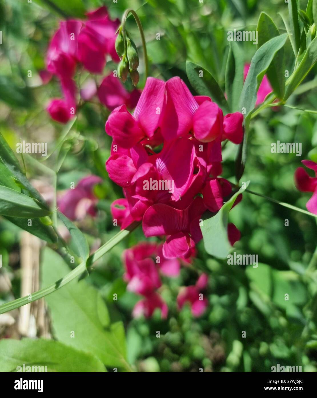 tuberous pea (Lathyrus tuberosus Stock Photo - Alamy