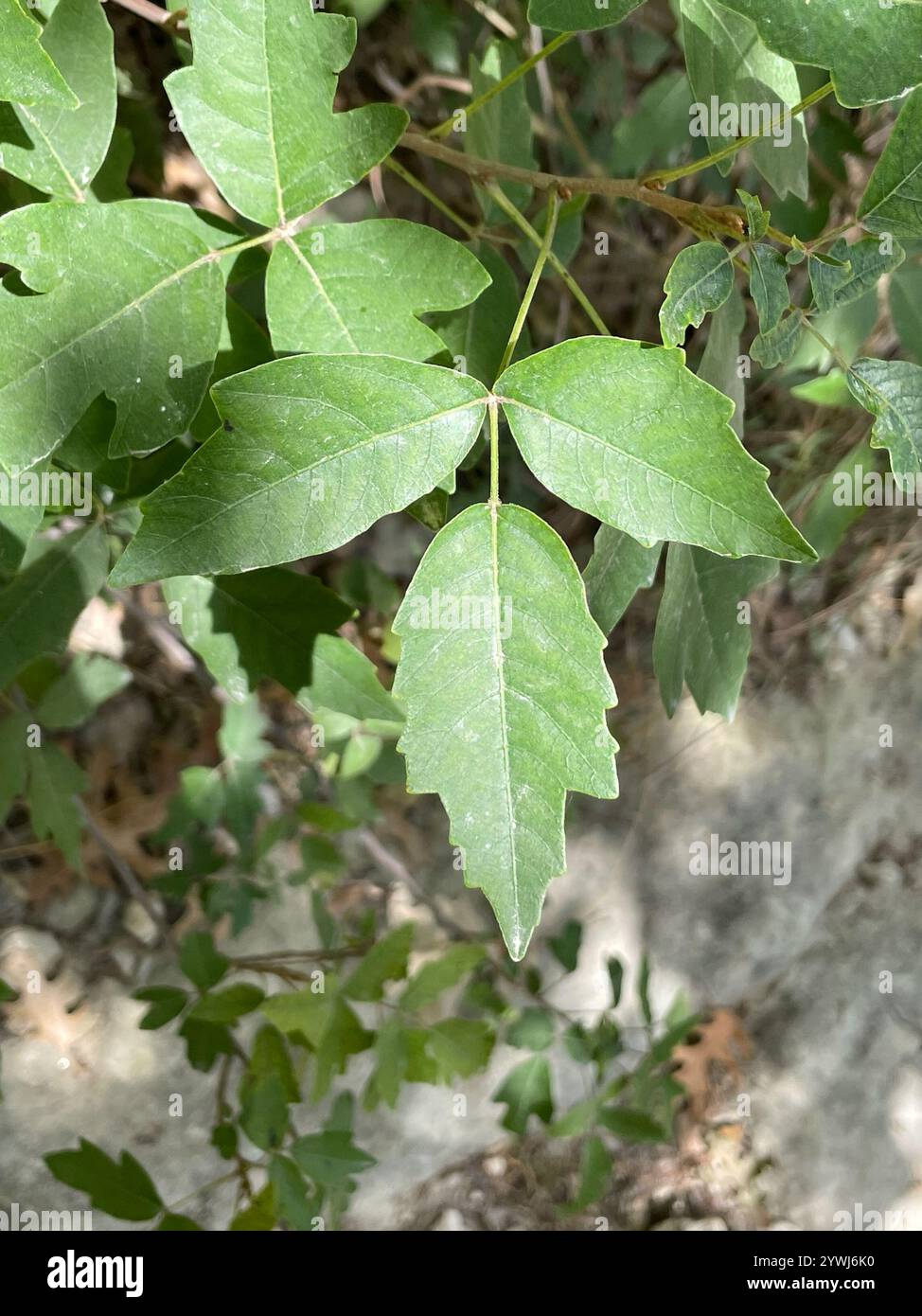 Atlantic poison oak (Toxicodendron pubescens Stock Photo - Alamy