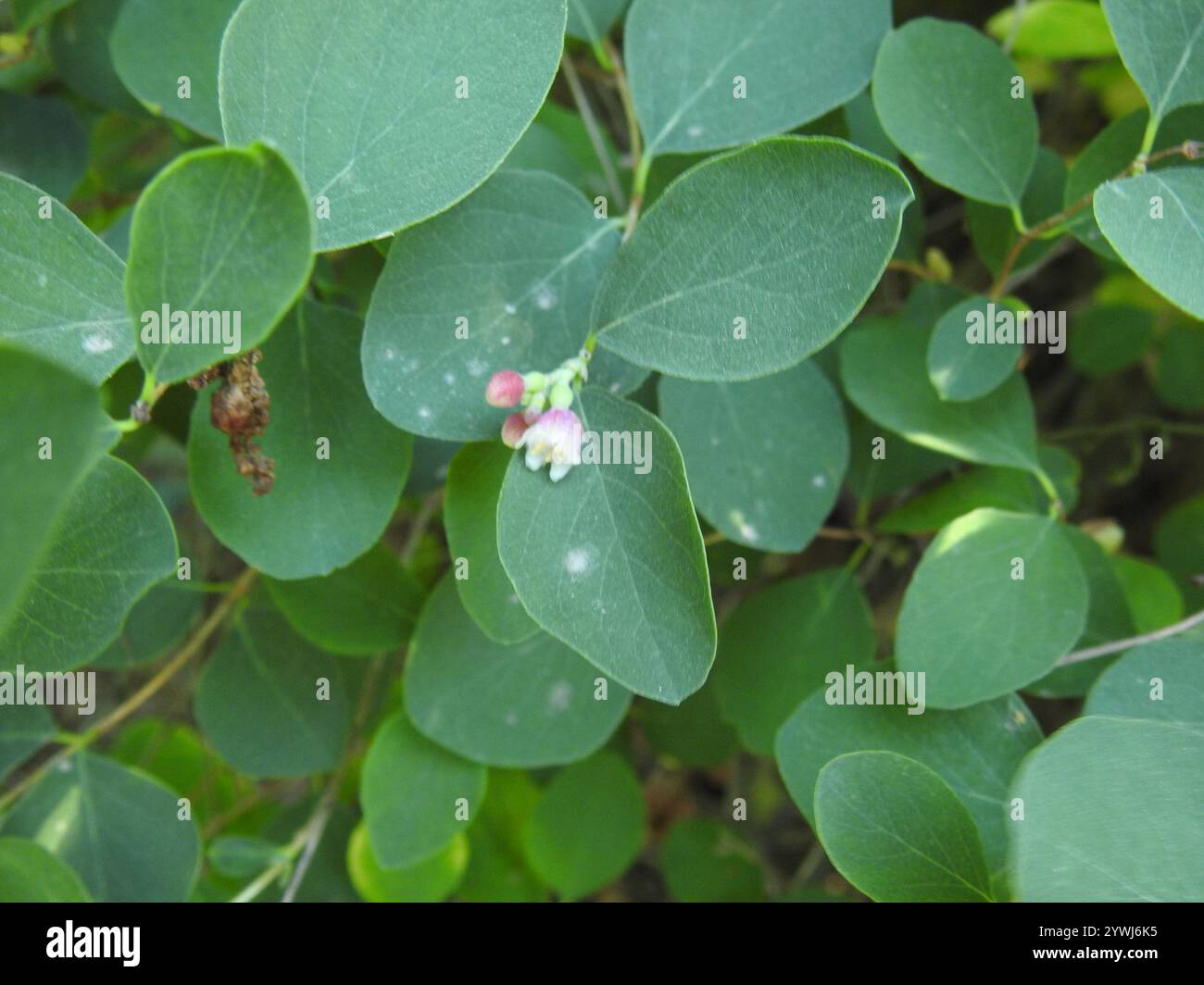 Common Snowberry (Symphoricarpos albus Stock Photo - Alamy
