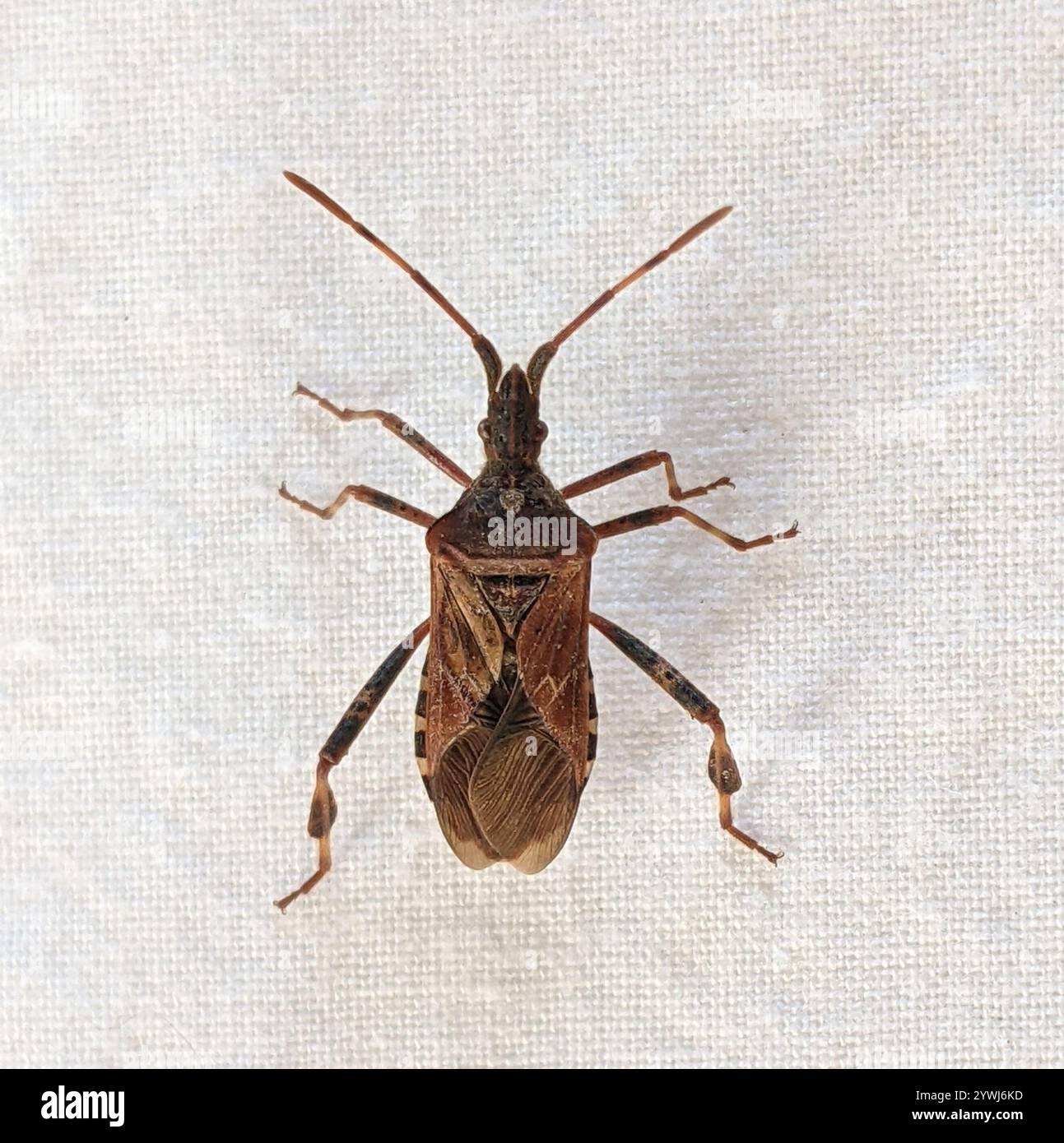 Western Conifer Seed Bug (Leptoglossus occidentalis Stock Photo - Alamy