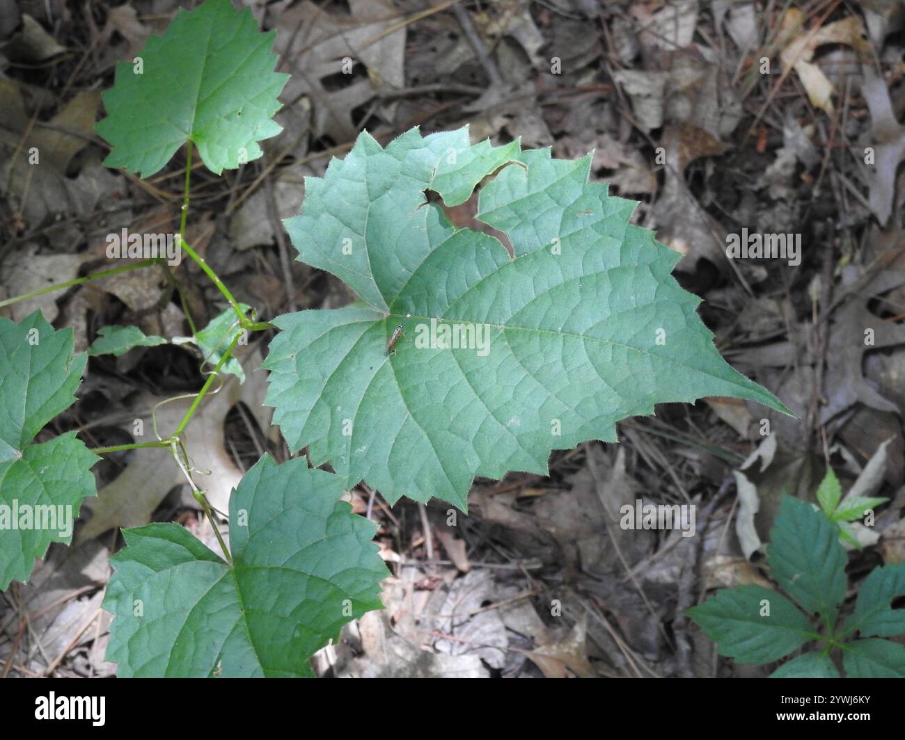 Vitis vulpina hi-res stock photography and images - Alamy