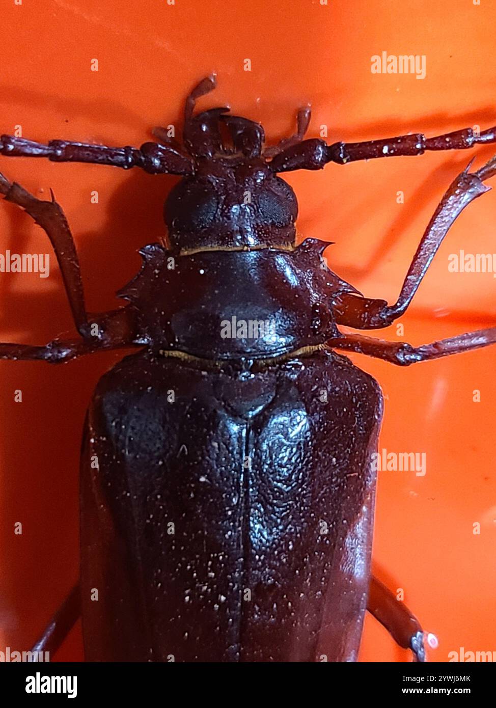 California Root Borer (Prionus californicus Stock Photo - Alamy