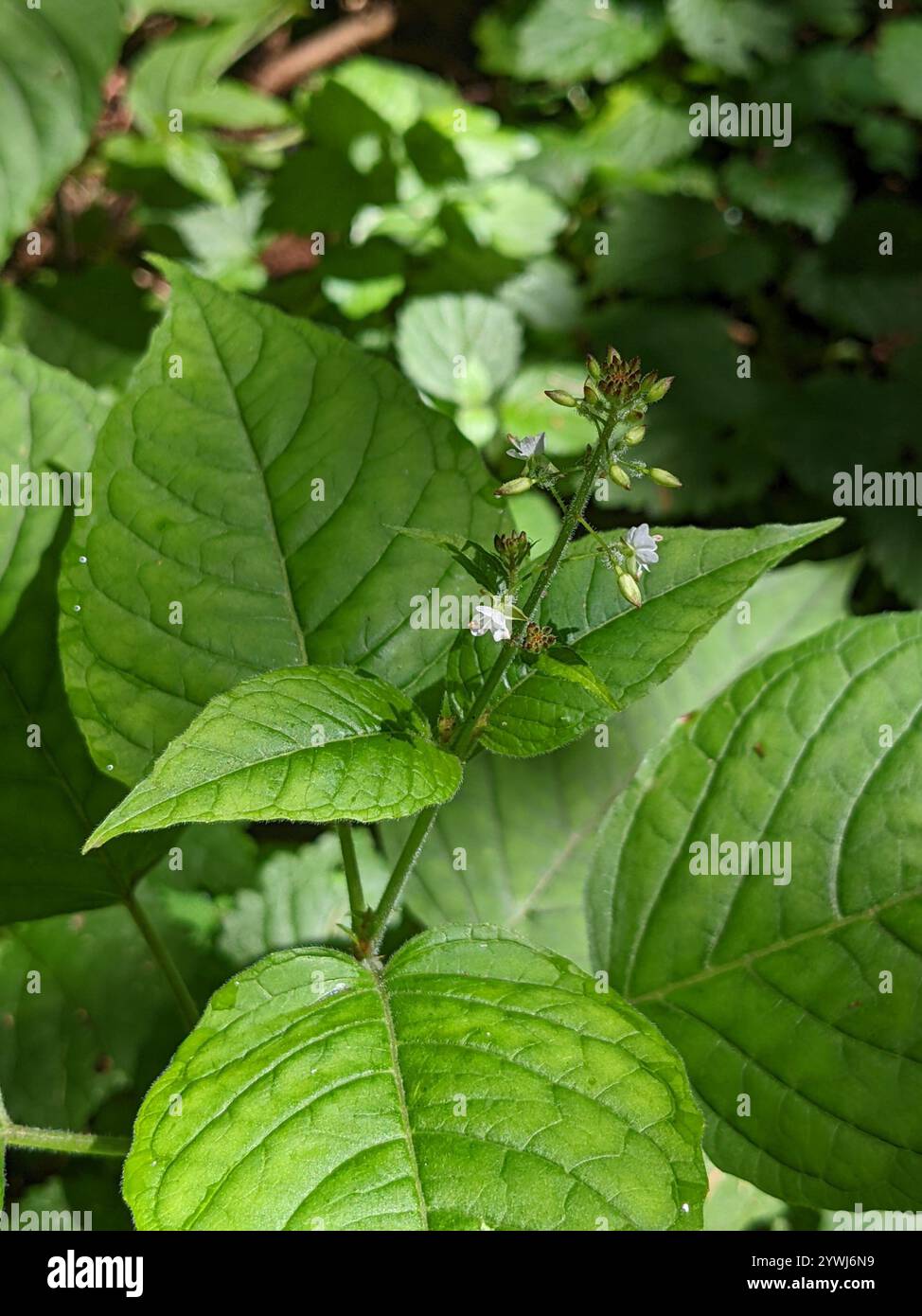 enchanter's-nightshade (Circaea lutetiana Stock Photo - Alamy