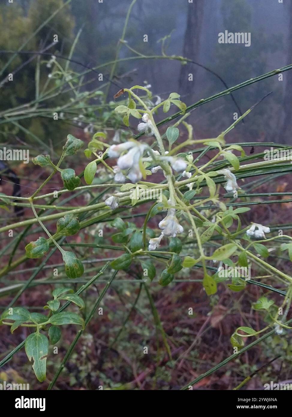 Small-leaved Clematis (Clematis microphylla Stock Photo - Alamy