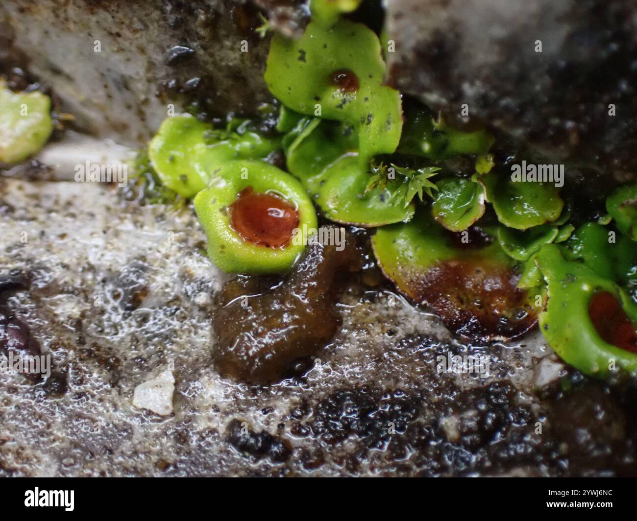 Common Chocolate Chip Lichen (Solorina saccata Stock Photo - Alamy