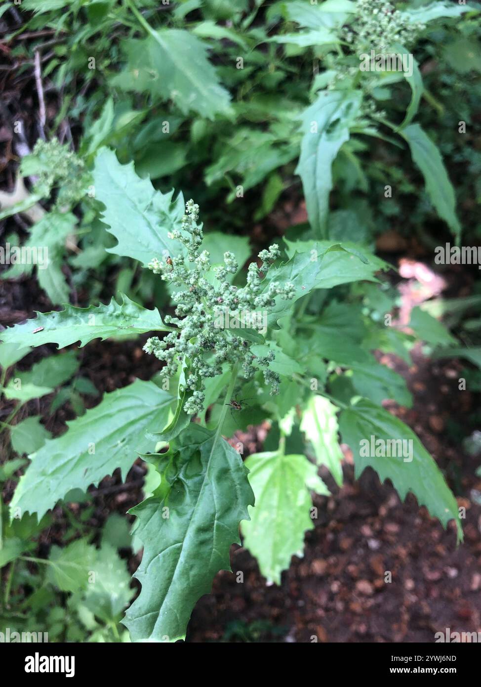 nettle-leaved goosefoot (Chenopodiastrum murale Stock Photo - Alamy