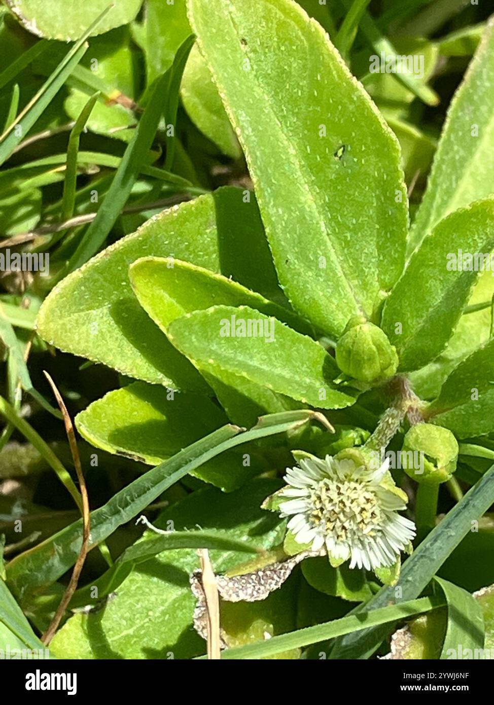 false daisy (Eclipta prostrata Stock Photo - Alamy