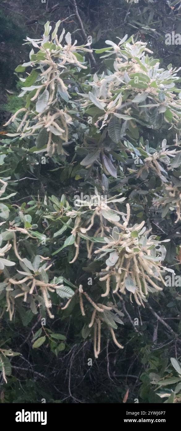 Tanoak (Notholithocarpus densiflorus Stock Photo - Alamy