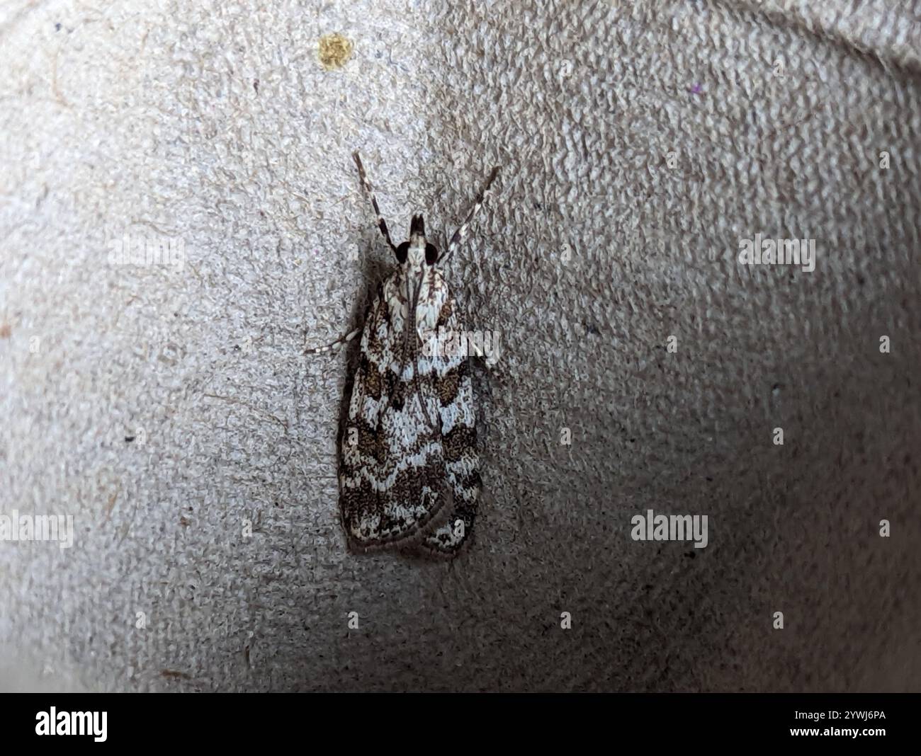 Meadow Grey (Scoparia pyralella Stock Photo - Alamy
