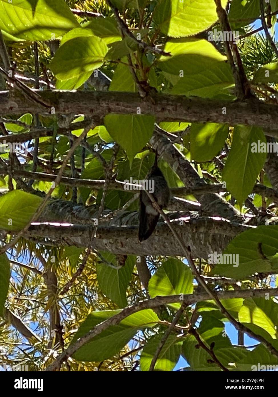 Anna's Hummingbird (Calypte anna Stock Photo - Alamy