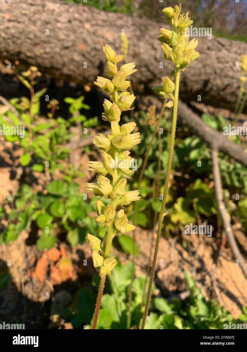 Heuchera cylindrica hi-res stock photography and images - Alamy