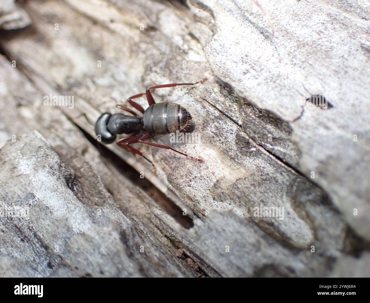 Western Black Carpenter Ant (Camponotus modoc Stock Photo - Alamy