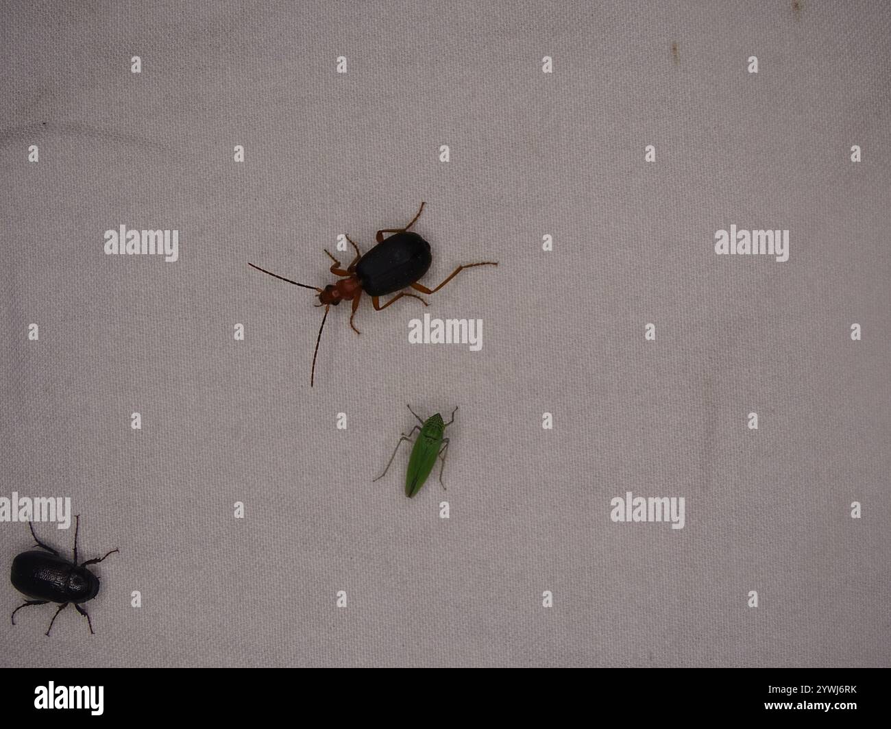 Bombardier Beetles (Brachinus Stock Photo - Alamy