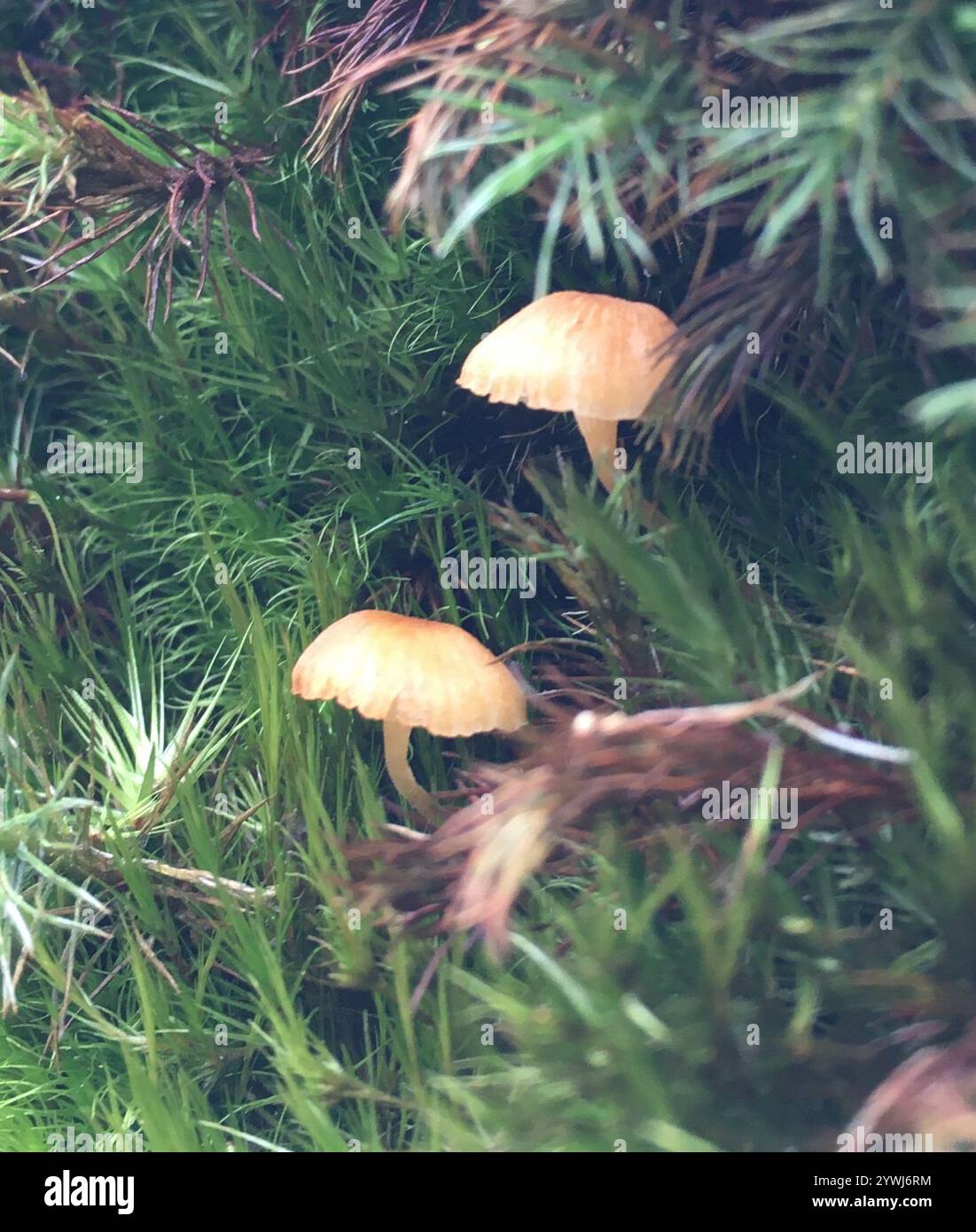 Mosscap hi-res stock photography and images - Alamy