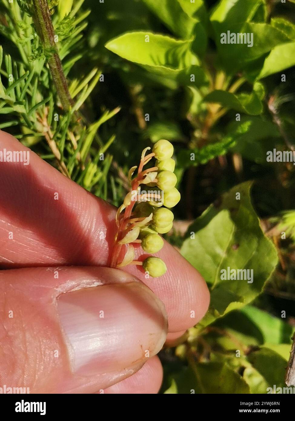 one-sided wintergreen (Orthilia secunda Stock Photo - Alamy