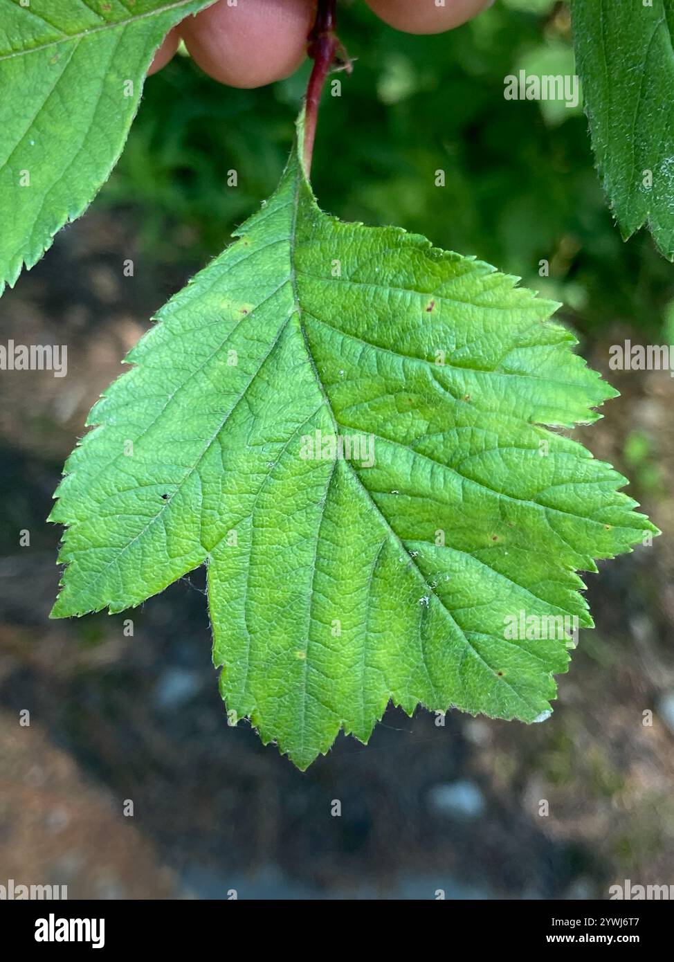 Red Hawthorn (Crataegus sanguinea Stock Photo - Alamy