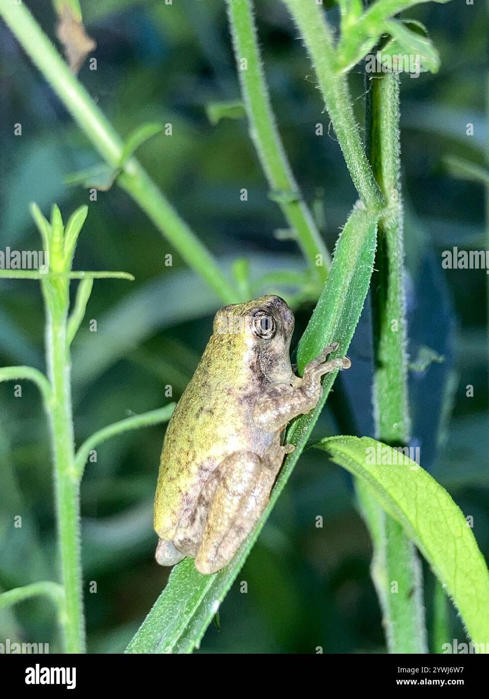 Holarctic Treefrogs (Hyla Stock Photo - Alamy