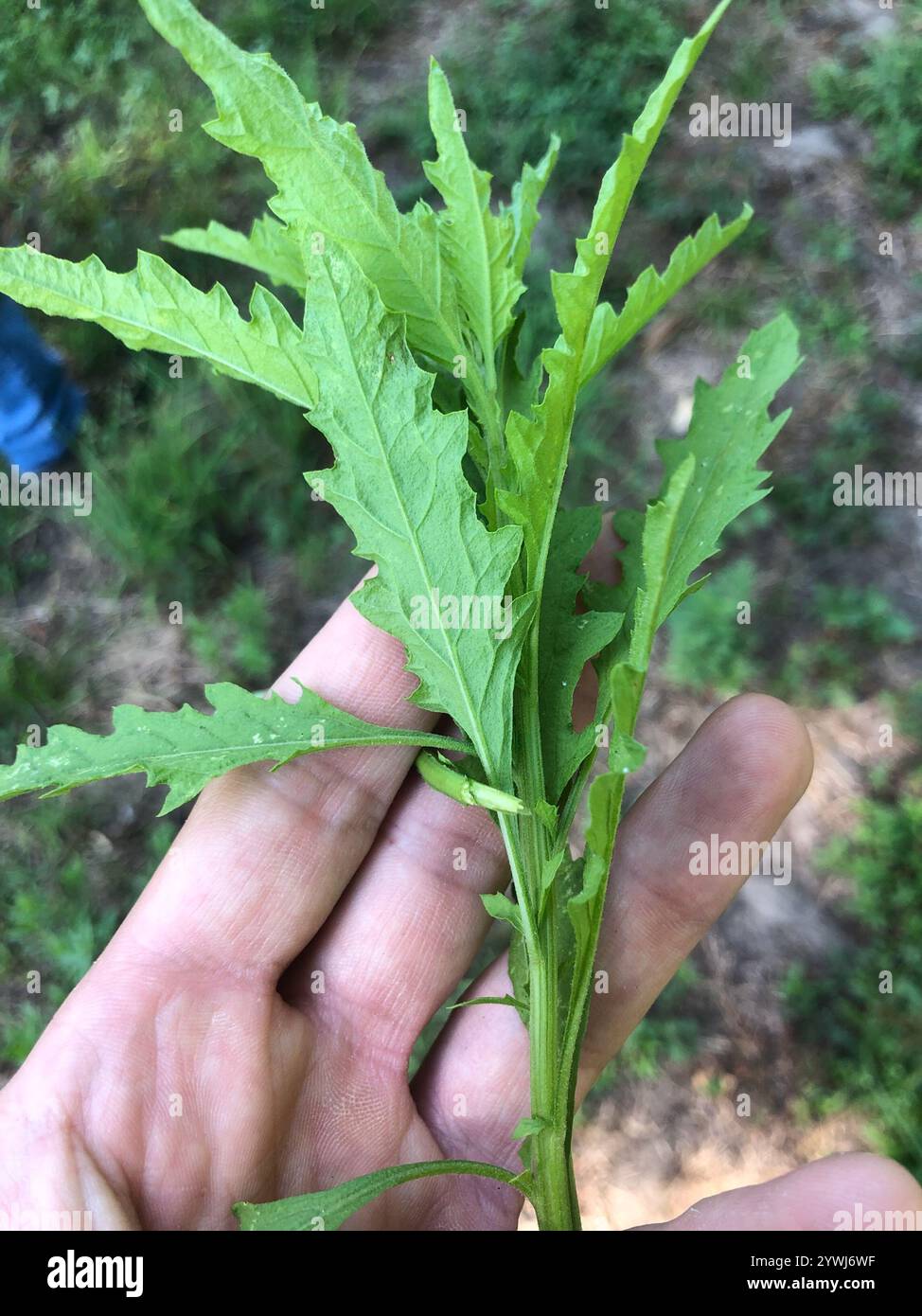 Mexican tea (Dysphania ambrosioides Stock Photo - Alamy