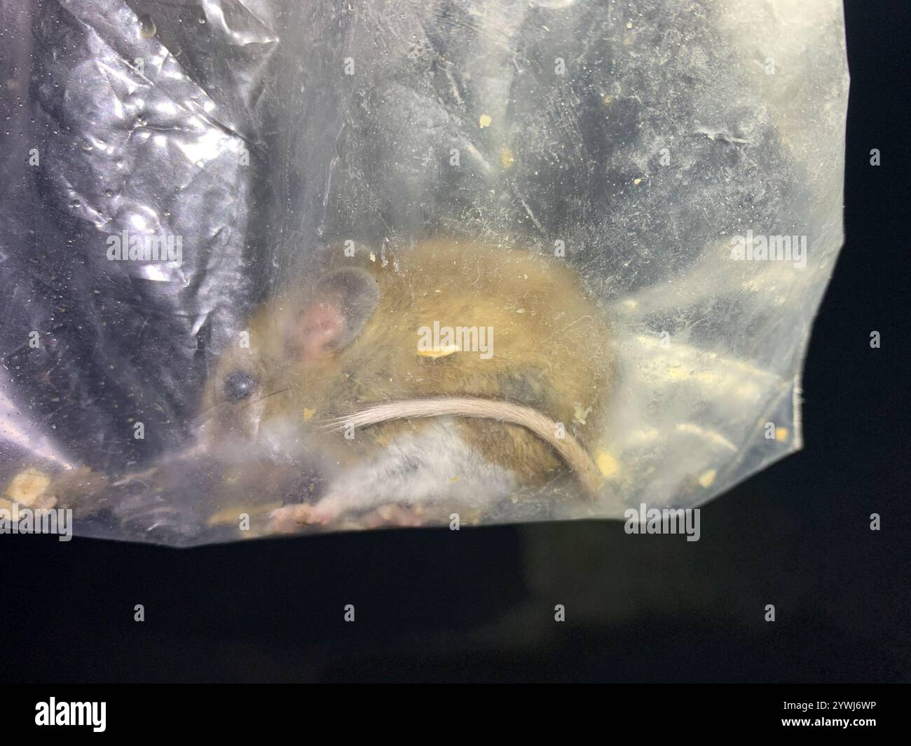 Western Deer Mouse (Peromyscus sonoriensis Stock Photo - Alamy
