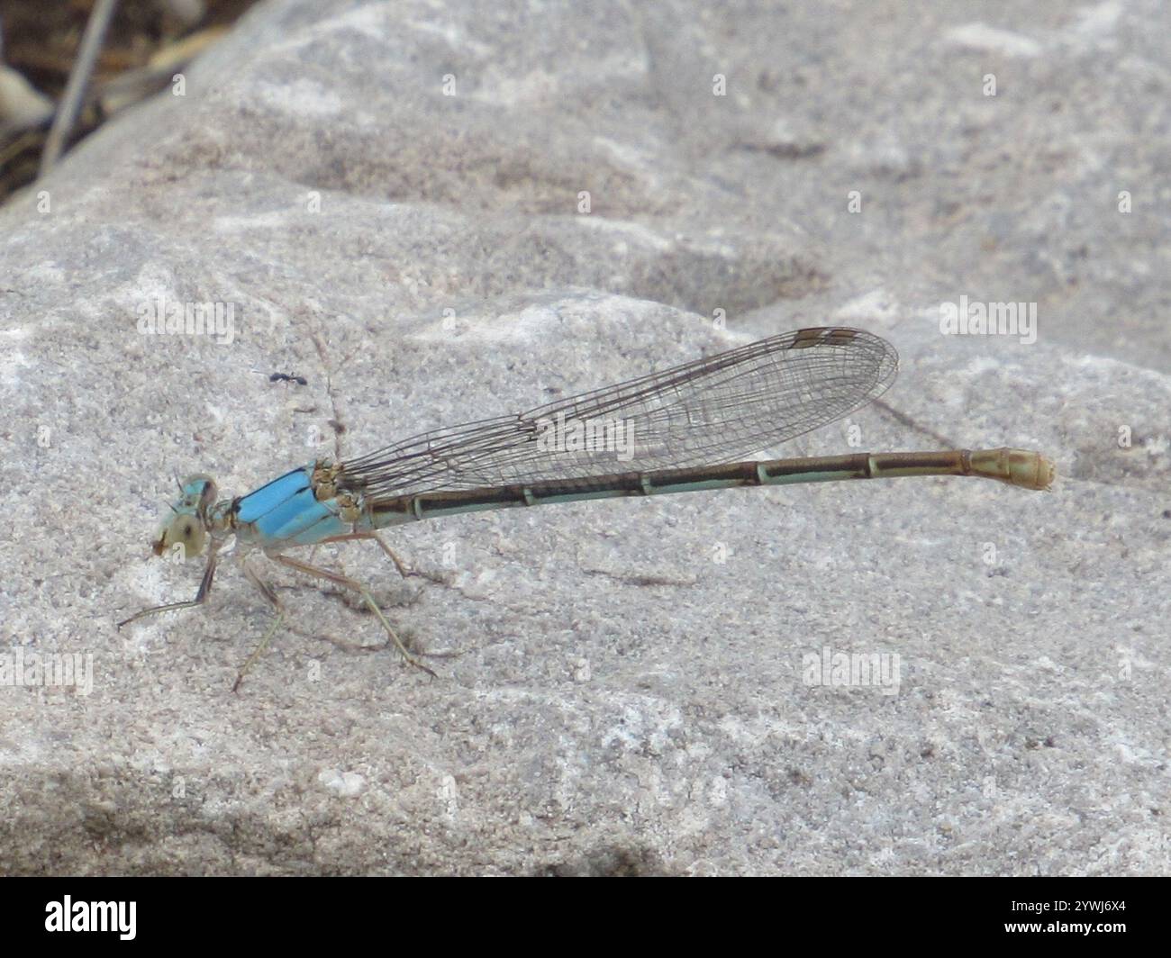 Argia apicalis hi-res stock photography and images - Alamy