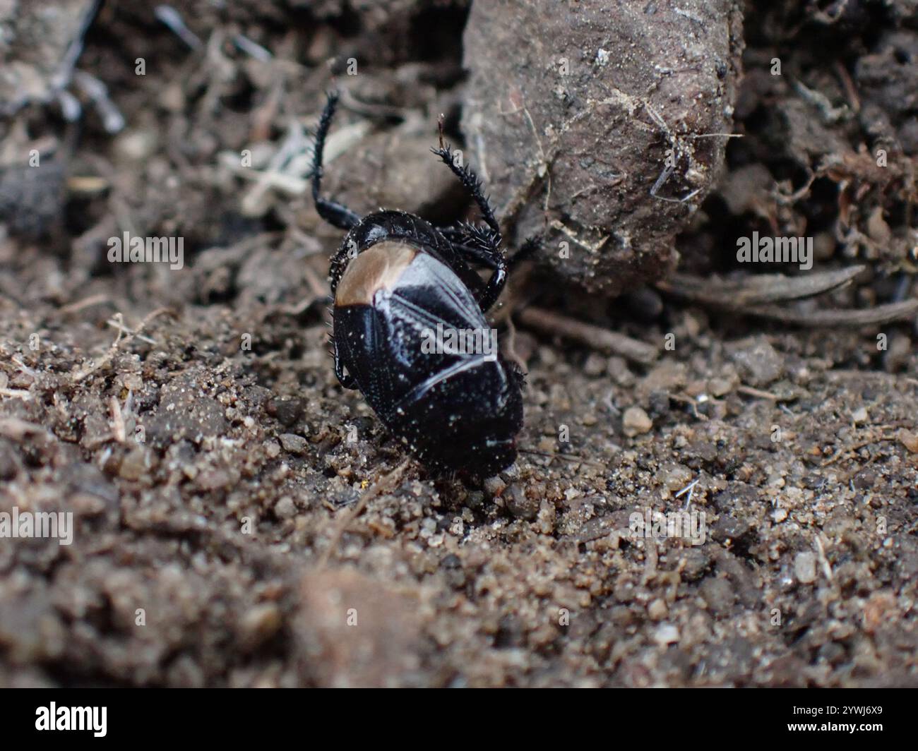 Two-lined Burrowing Bug (Pangaeus bilineatus Stock Photo - Alamy