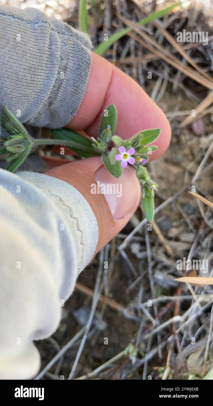 slender phlox (Microsteris gracilis Stock Photo - Alamy