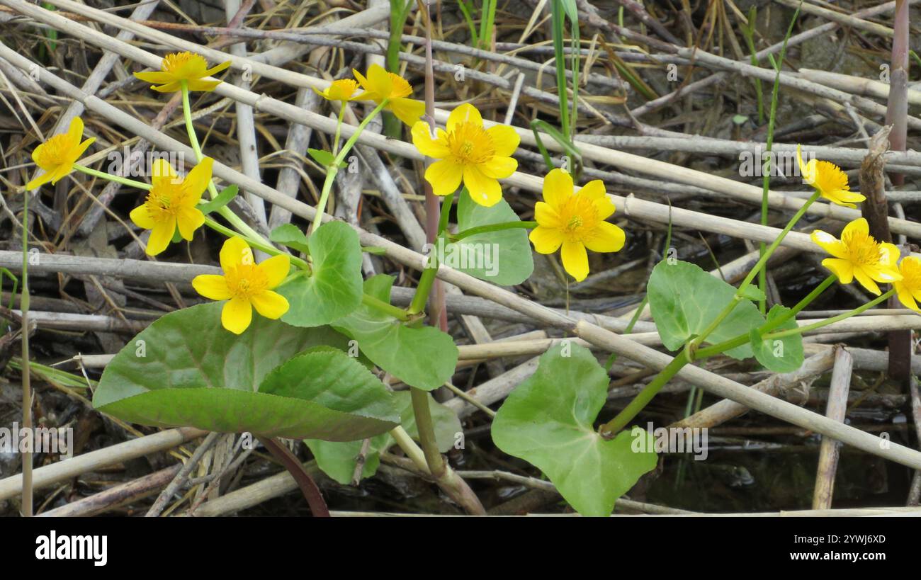 marsh marigold (Caltha palustris Stock Photo - Alamy