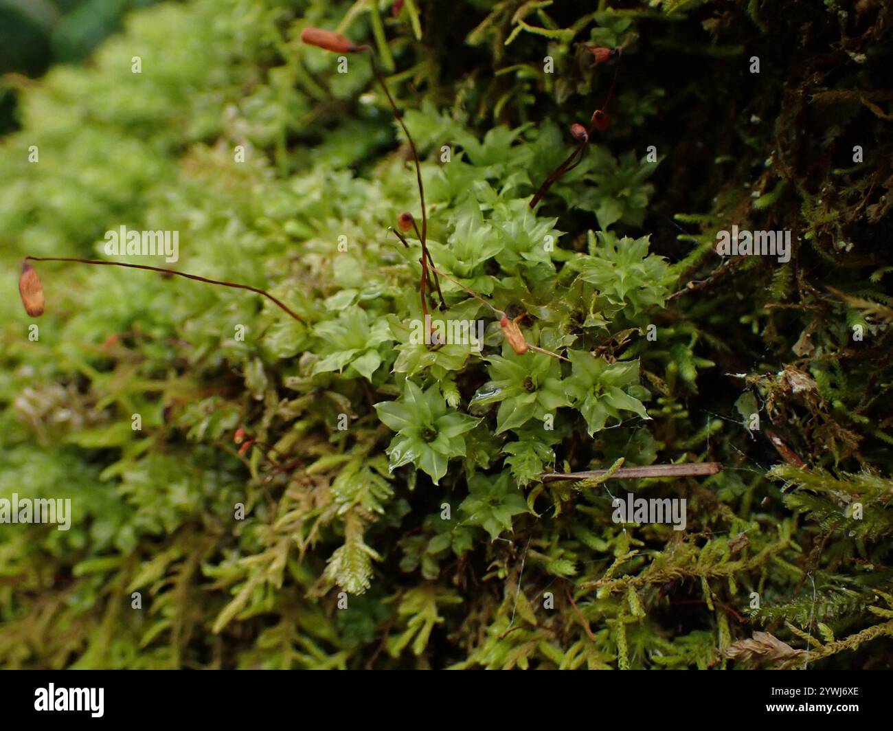 magnificent leafy moss (Plagiomnium venustum Stock Photo - Alamy