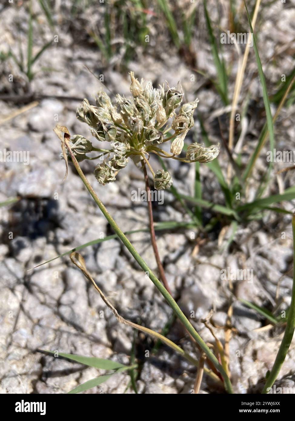 Textile onion (Allium textile Stock Photo - Alamy