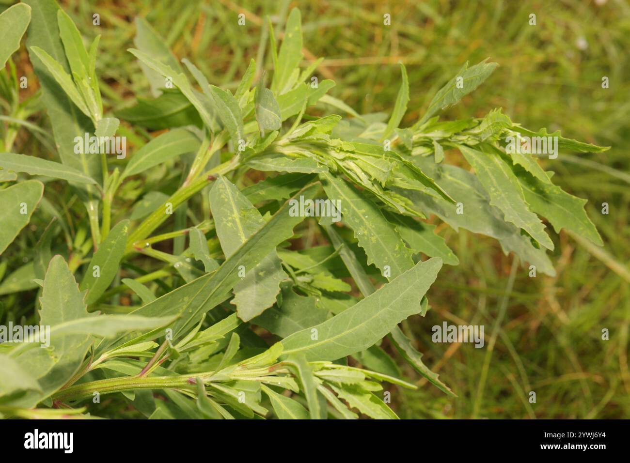 Grass-leaved Orache (Atriplex littoralis Stock Photo - Alamy