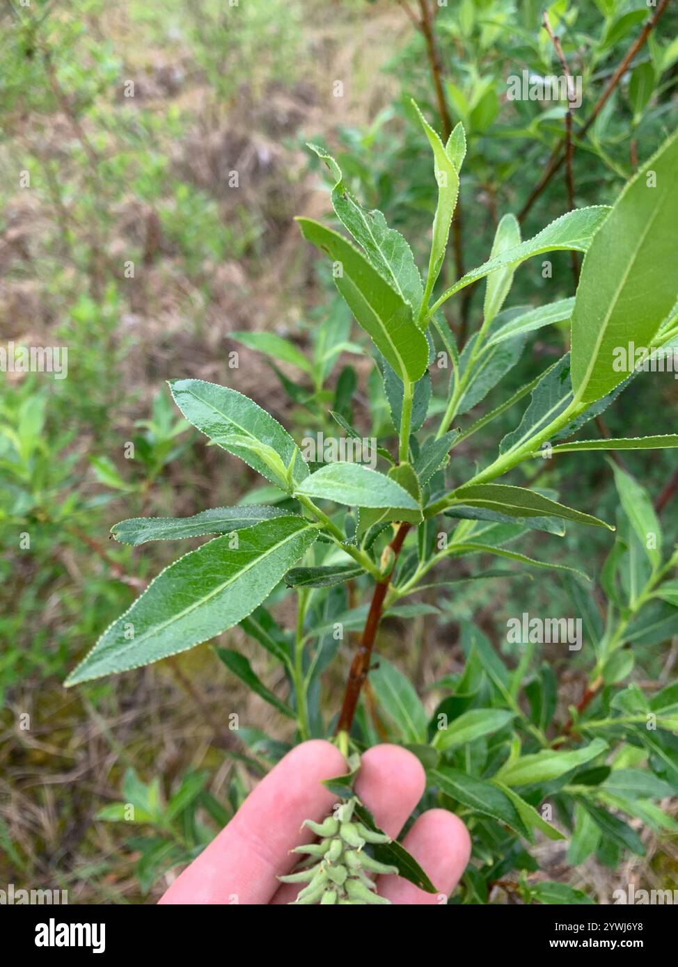 McCalla's Willow (Salix maccalliana Stock Photo - Alamy