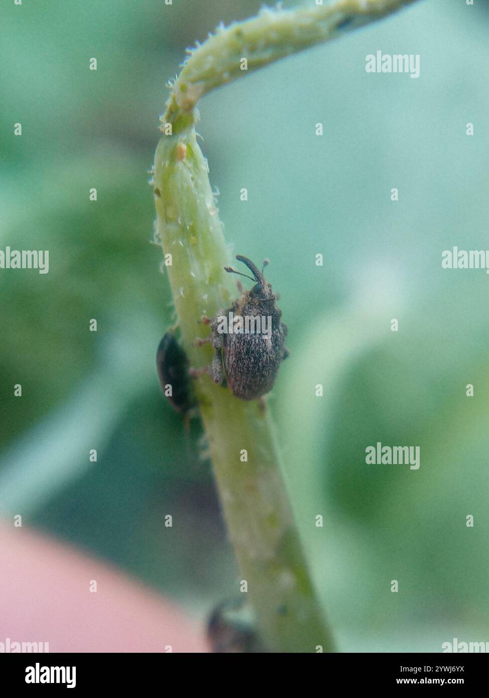 Cabbage Stem Weevil (Ceutorhynchus pallidactylus Stock Photo - Alamy