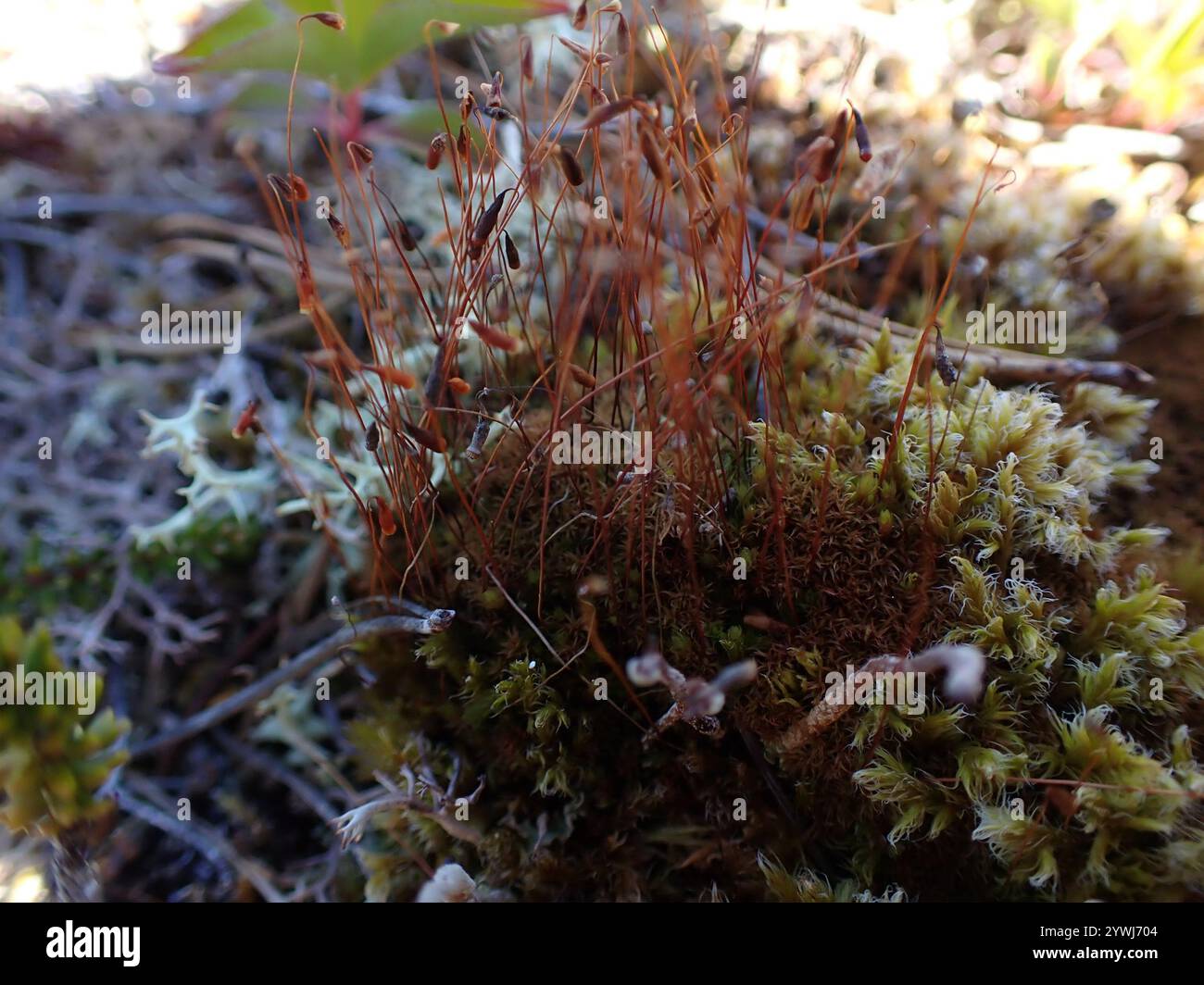 Slender Cruet-moss (Tetraplodon mnioides Stock Photo - Alamy