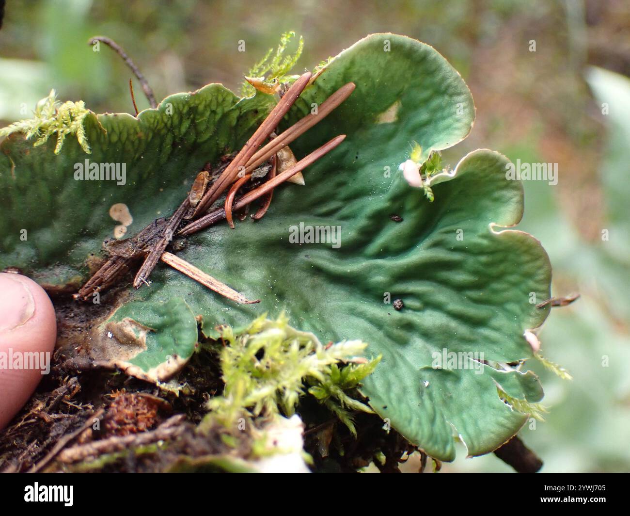 membranous pelt lichen (Peltigera membranacea Stock Photo - Alamy