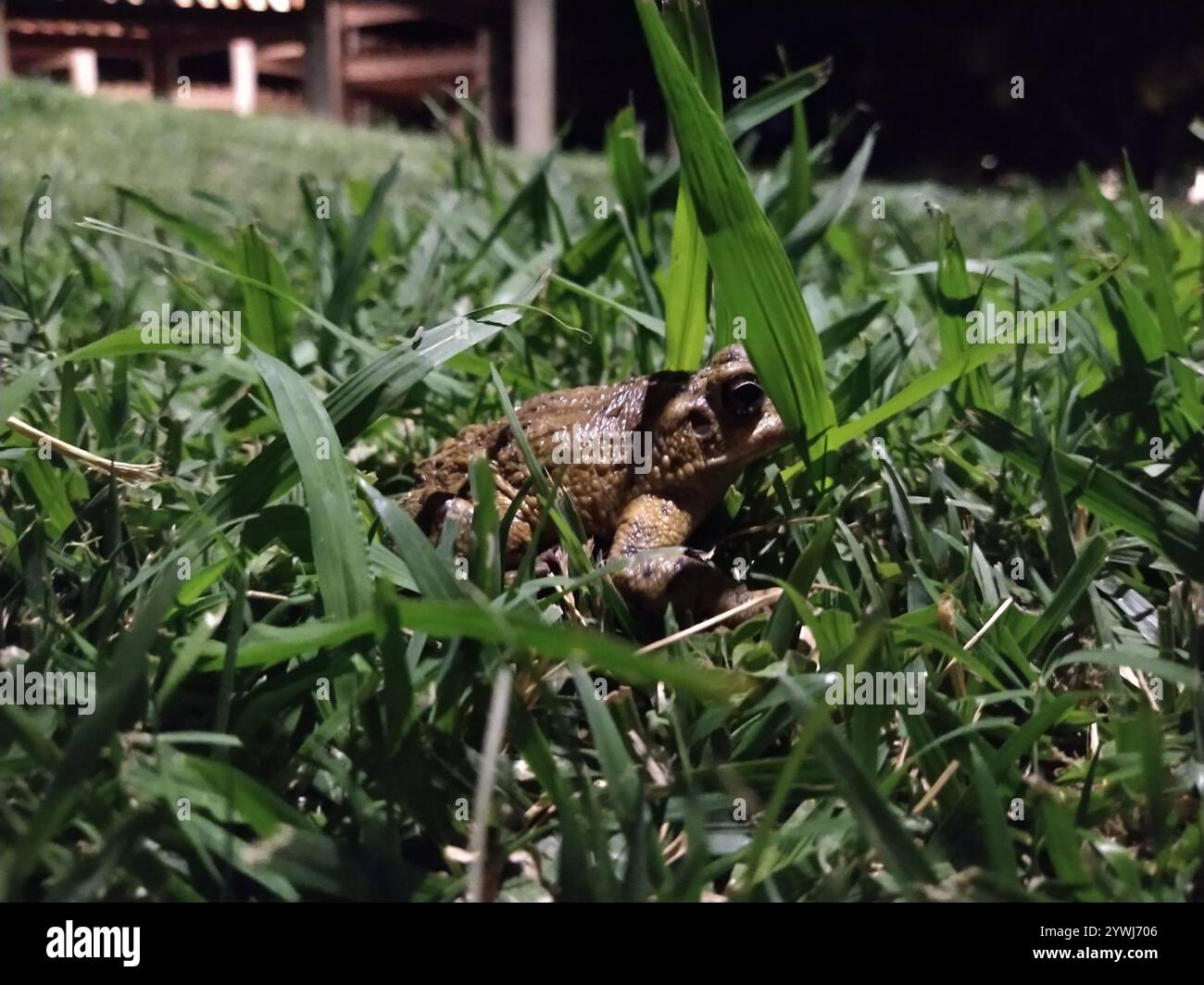 Western Toad (Anaxyrus boreas Stock Photo - Alamy