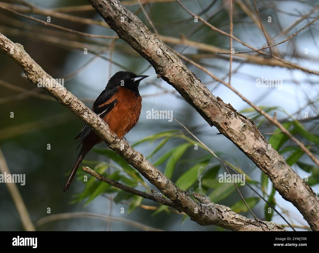 Orchard Oriole (Icterus spurius Stock Photo - Alamy