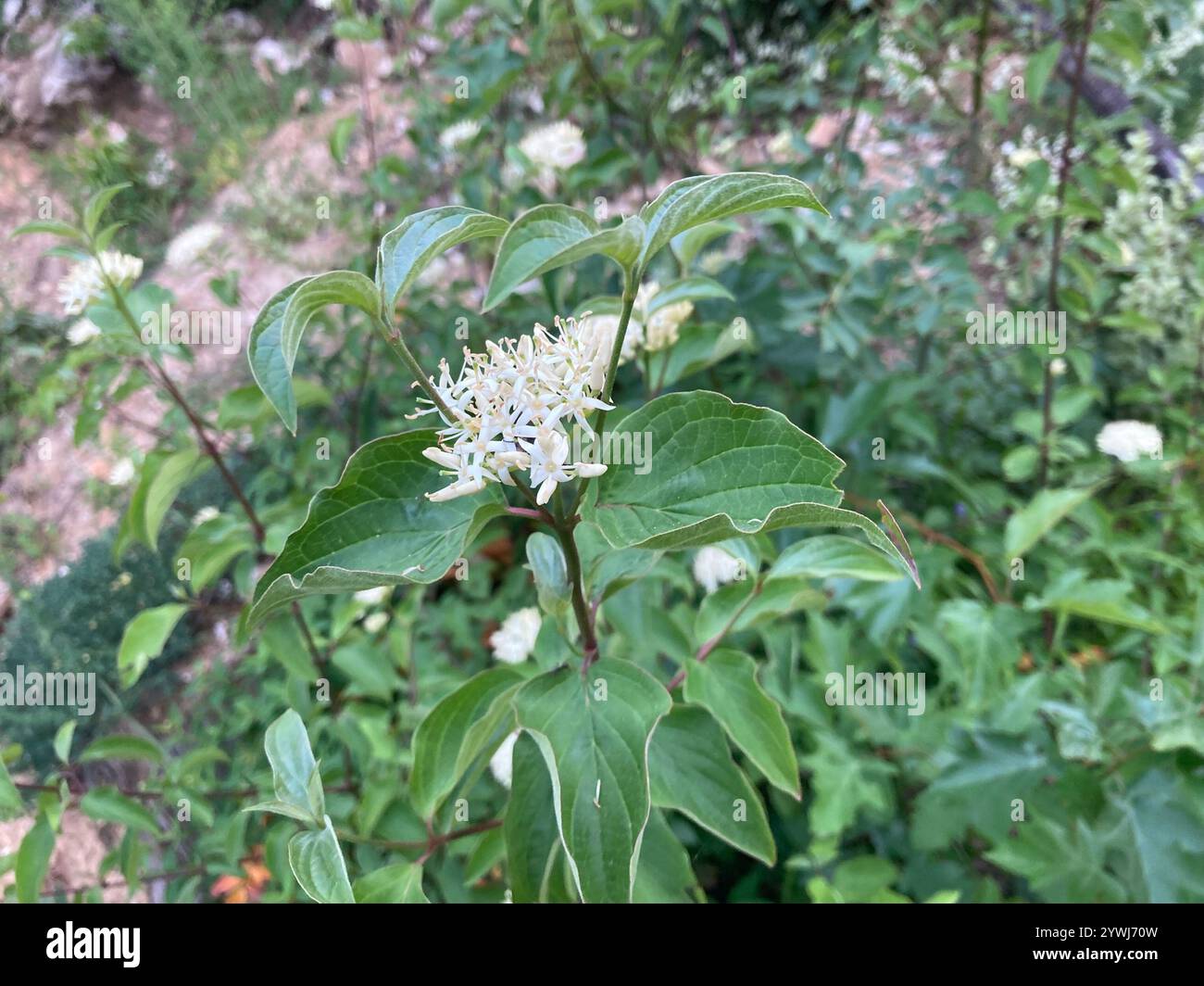 (Cornus sanguinea sanguinea Stock Photo - Alamy