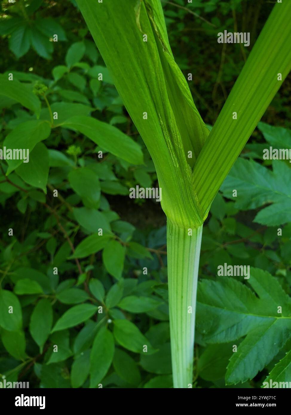 purple-stemmed angelica (Angelica atropurpurea Stock Photo - Alamy