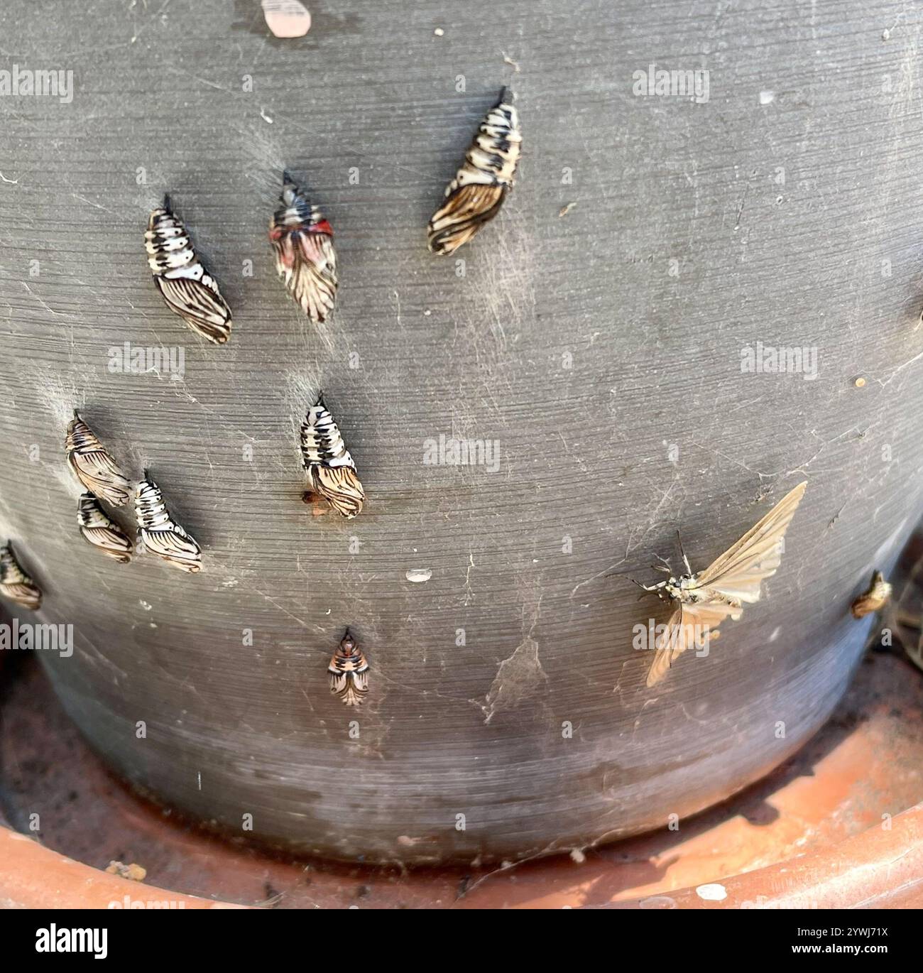 California Oak Moth (Phryganidia californica Stock Photo - Alamy