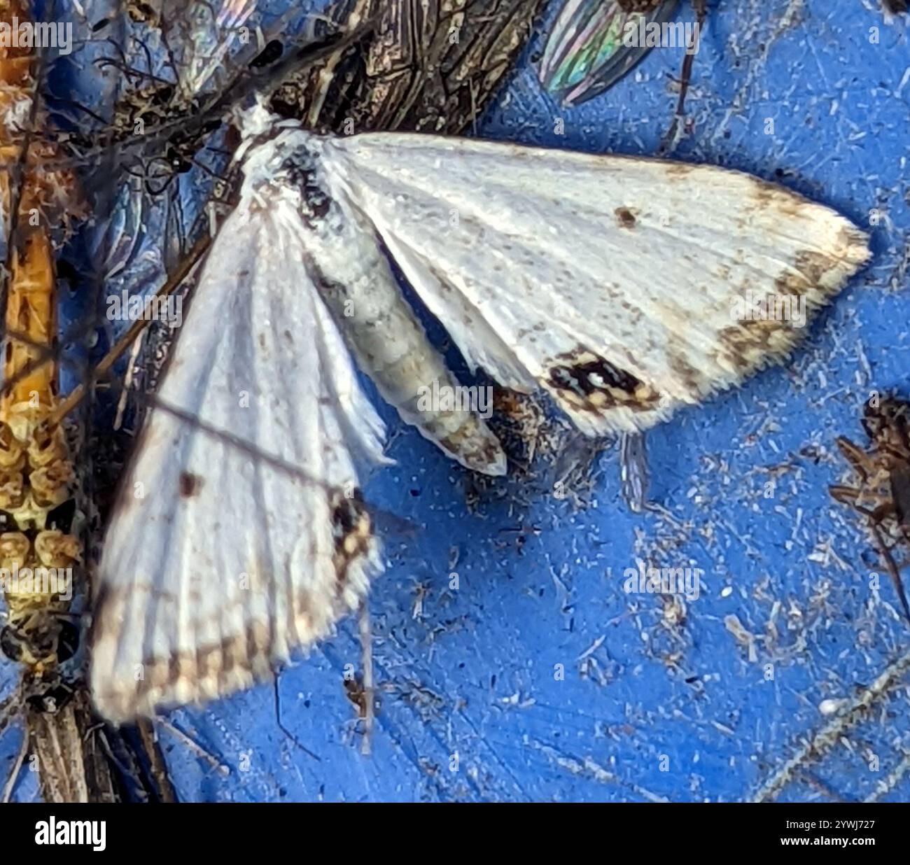 Small China-mark (Cataclysta lemnata Stock Photo - Alamy