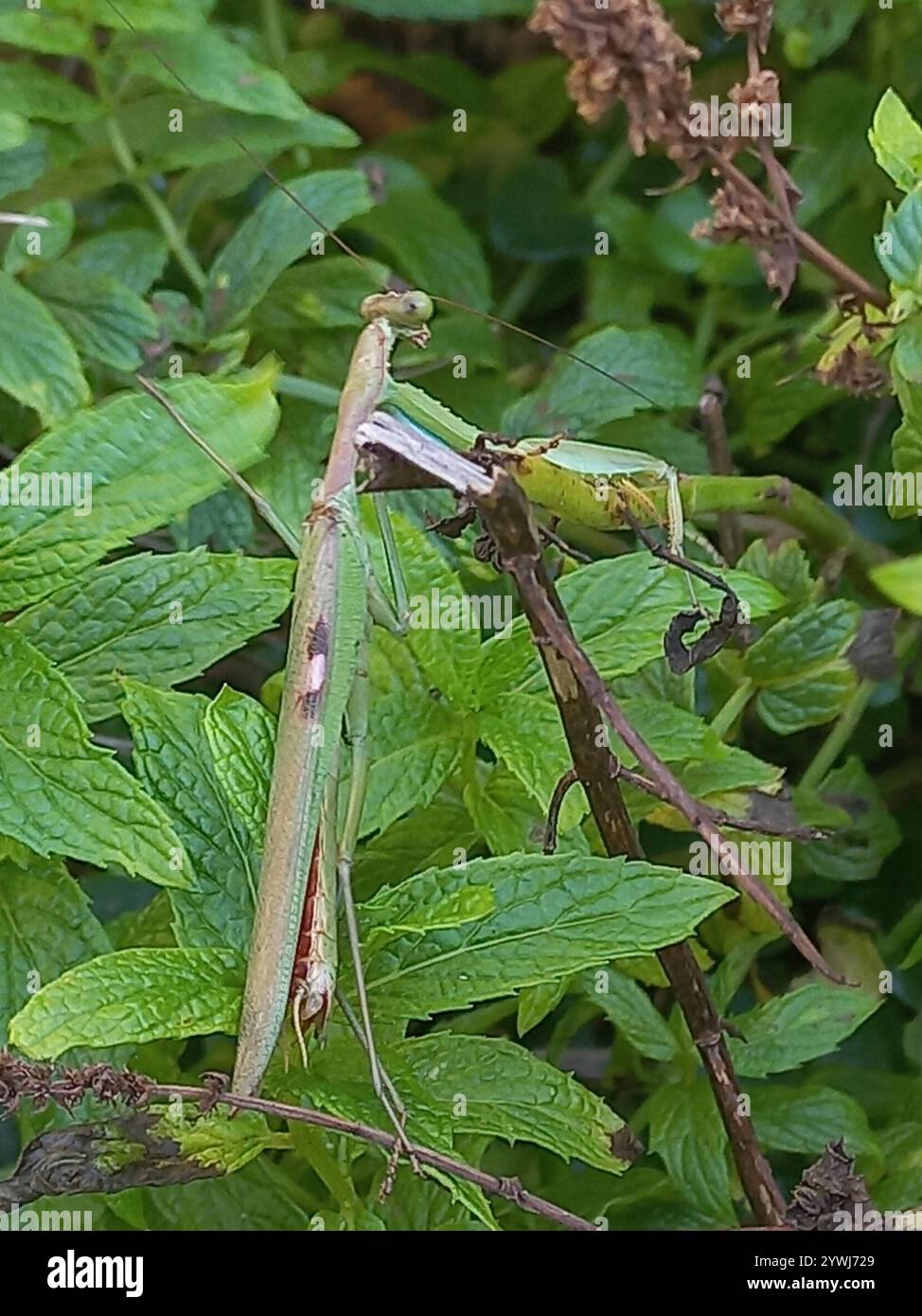 Flag Mantis (Polyspilota aeruginosa Stock Photo - Alamy