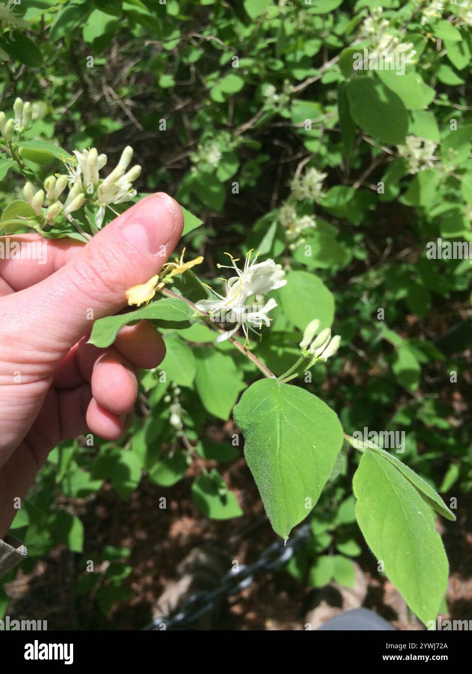 Fly Honeysuckle (Lonicera xylosteum Stock Photo - Alamy