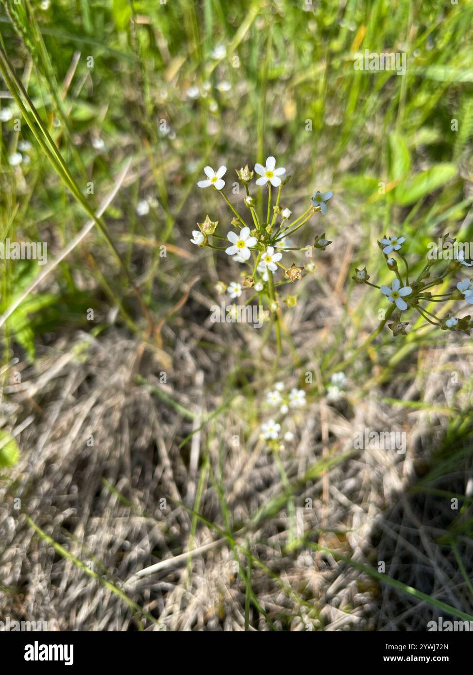 pygmy-flower rock-jasmine (Androsace septentrionalis Stock Photo - Alamy